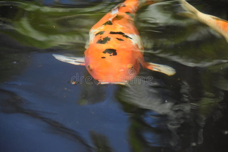 Spotted Orange and Black Koi Fish in Water Stock Image - Image of wild ...