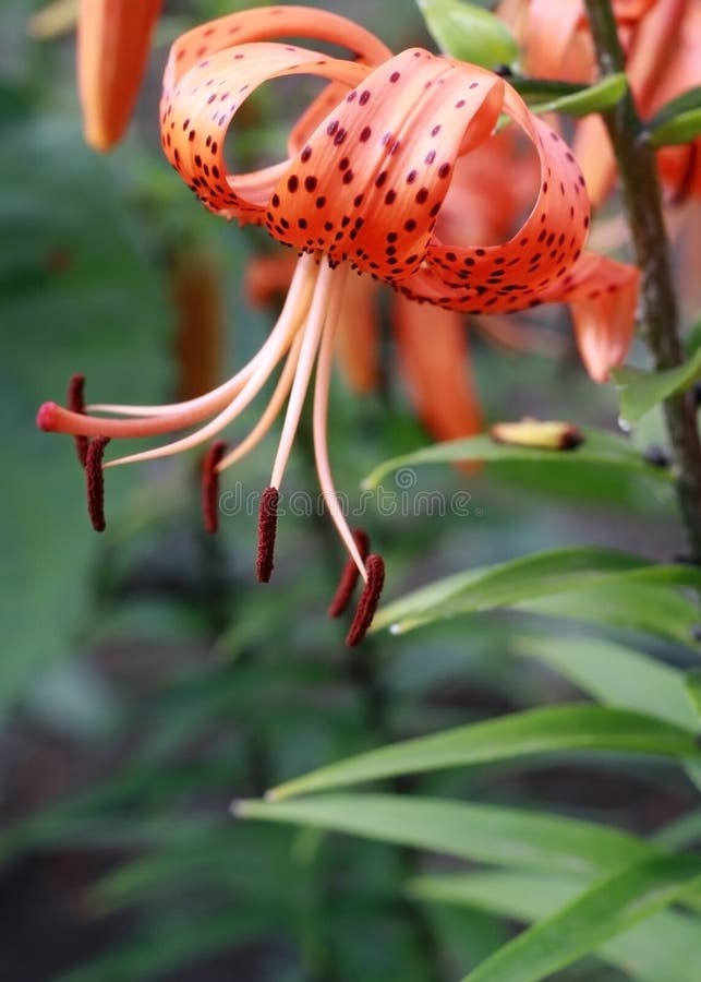Spotted orange flower stock image. Image of green, close - 11163661