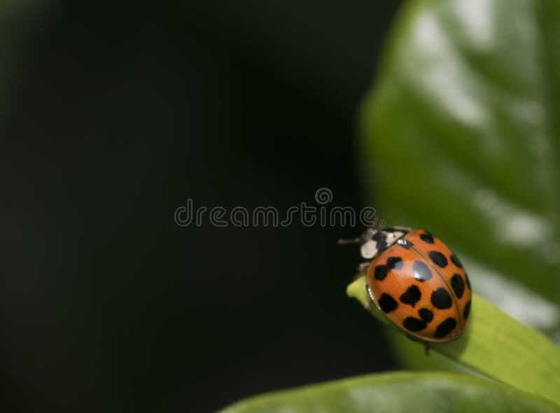Spotted Orange Ladybug on a Leaf Stock Photo - Image of plants, close ...