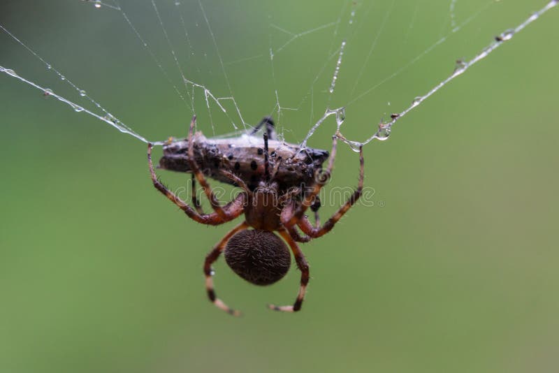 Spotted Orb Weaver Spider with Spotted Lantern Fly Trapped in Its Web ...