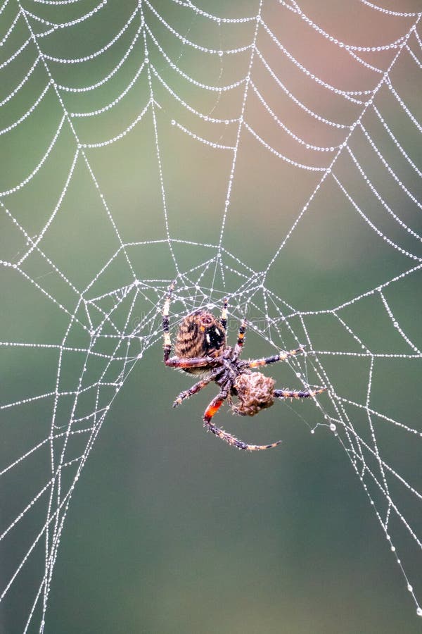 Spotted Orb-weaver Spider on Web with Prey Stock Photo - Image of ...
