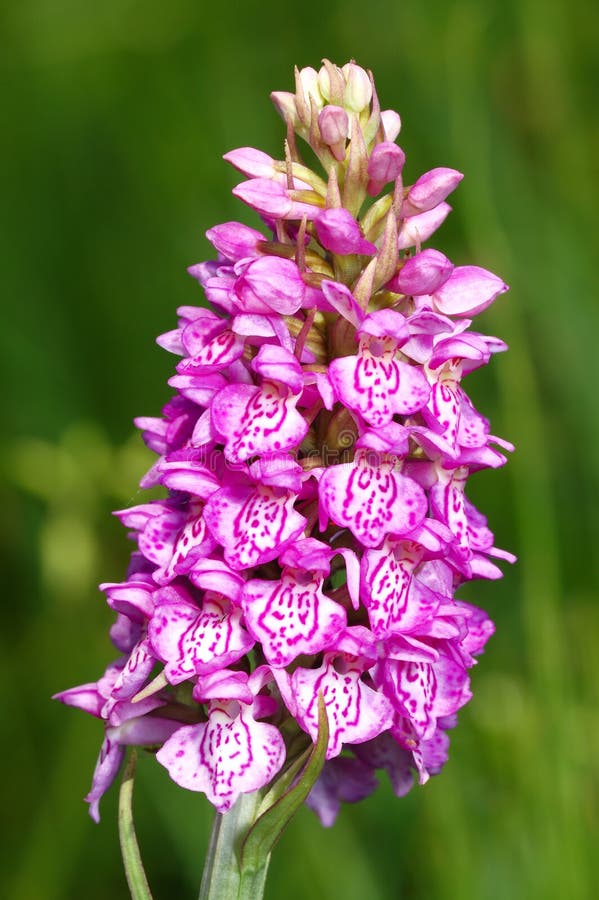 Spotted Orchis (Orchis Maculata) Stock Photo - Image of beauty ...