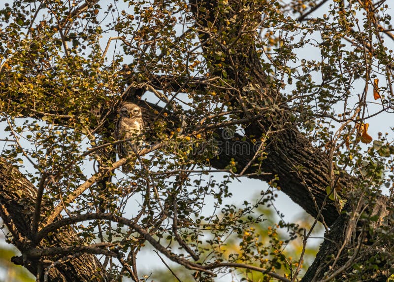 A Spotted Owl in Alert Mode Stock Photo - Image of forest, beauty ...