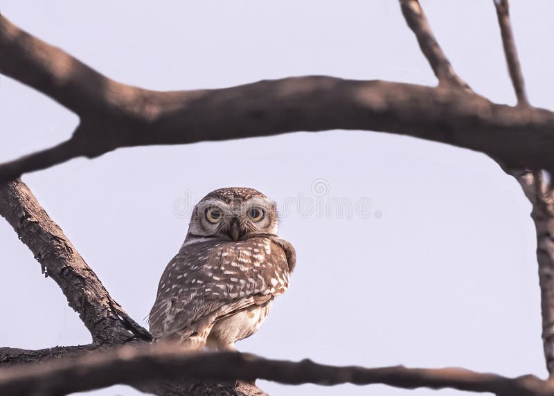 A Spotted Owl Looking Back To the Camera Stock Photo - Image of park ...