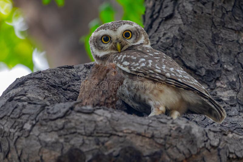 A Spotted owl stock image. Image of national, owlet - 279054791