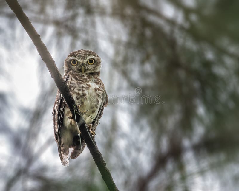 A Spotted Owl stock photo. Image of forest, evening - 328372746