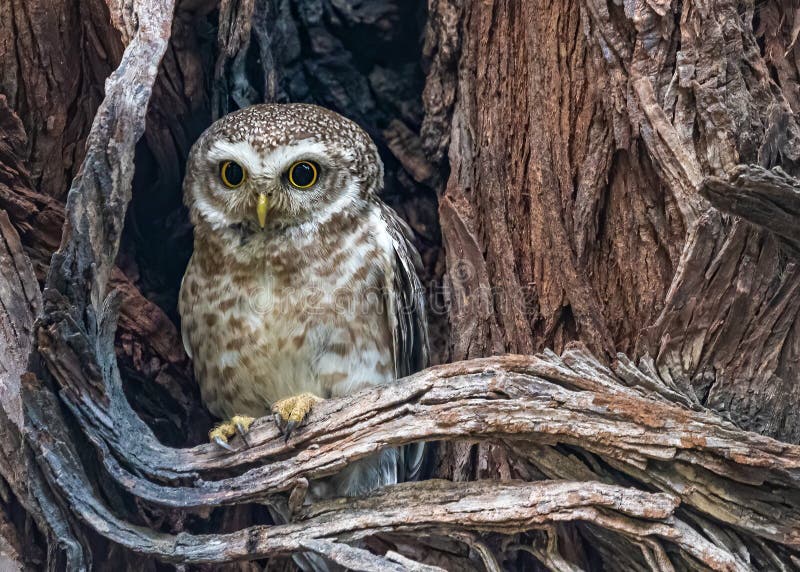 Spotted Owl in a nest stock photo. Image of baby, wild - 244277832