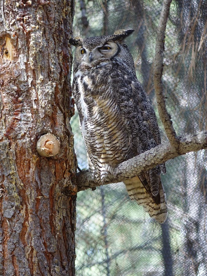Spotted Owl on perch stock image. Image of deschutes - 89713419