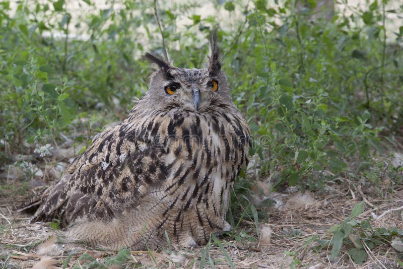 Spotted owl stock image. Image of nature, birds, brown - 59831643