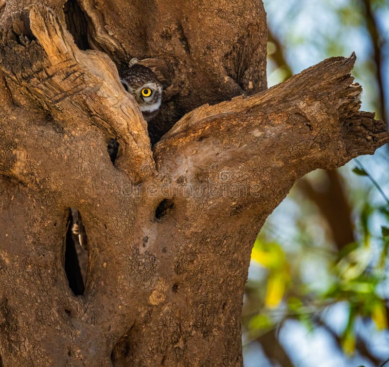 Spotted Owl in tree trunk stock image. Image of outdoors - 244989767