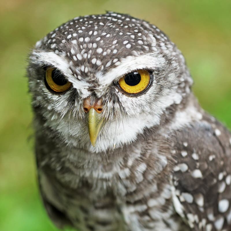 Spotted Owlet or Athene Brama Bird Stock Image - Image of owlet, freedom: 55921761