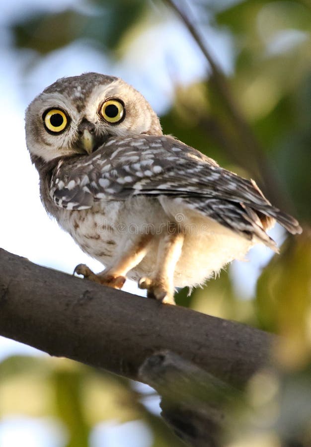 Spotted owlet stock image. Image of danger, feather - 126836585