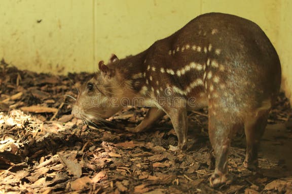 Spotted paca stock photo. Image of america, nature, lowland - 118603686