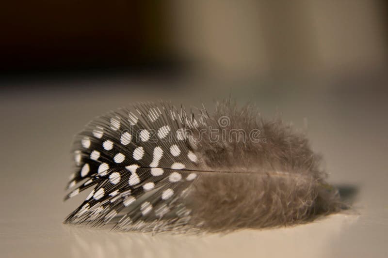 Spotted Partridge Feather Lying on the Ground Stock Illustration ...