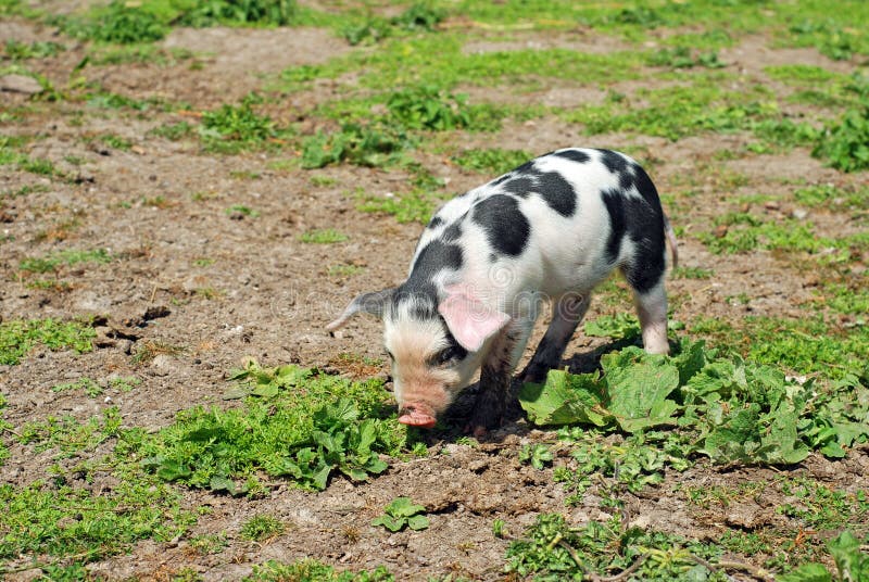 Kune Kune Pig stock photo. Image of porky, breed, bacon - 10748008