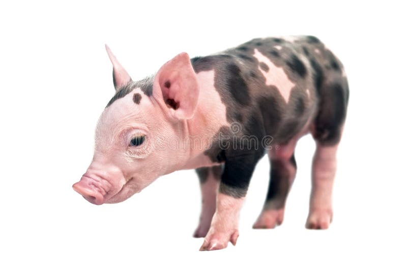 Spotted pig stock image. Image of hair, isolated, food - 27424667