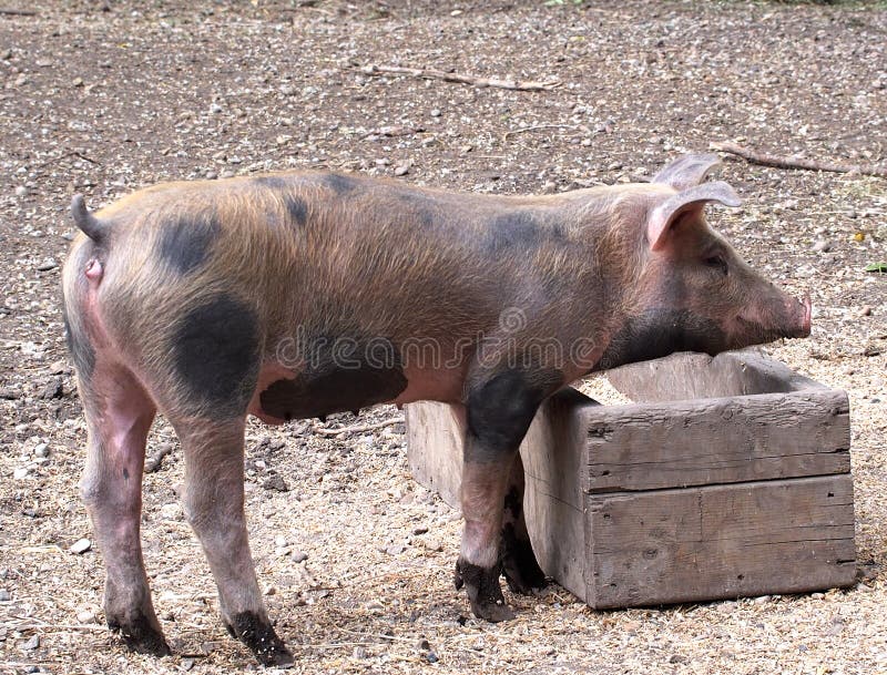102 Pig Eating Trough Stock Photos - Free & Royalty-Free Stock Photos ...