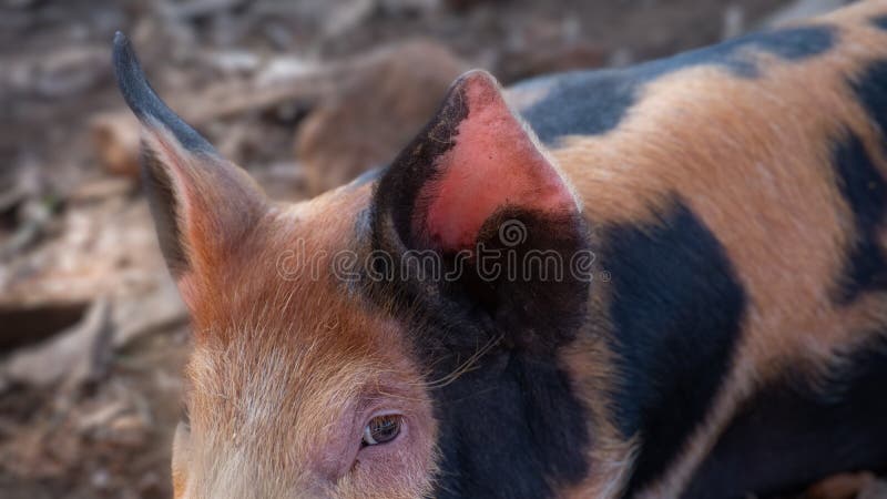 Spotted Pig Eye and Ears in Macro View Stock Image - Image of barn ...