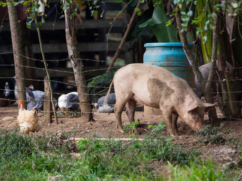 Spotted Pig stock photo. Image of shop, animal, food, portrait - 4909796