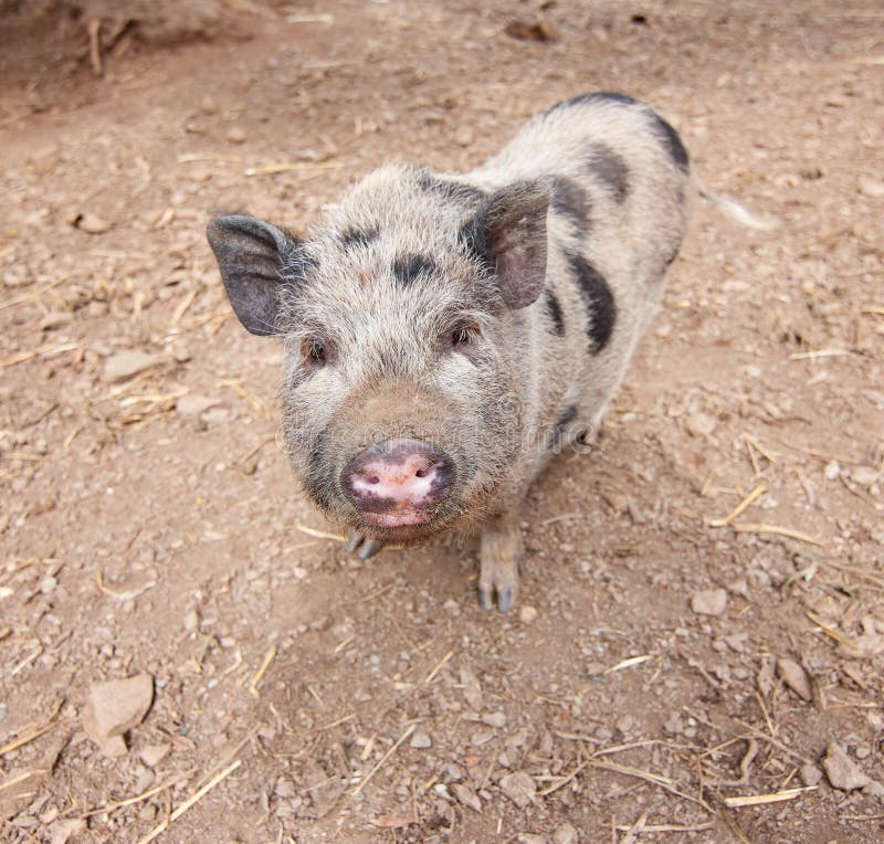 Spotted pig in a farmland stock photo. Image of rural - 214162372
