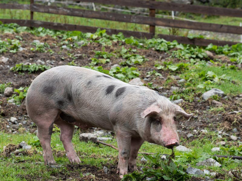 883 Spotted Pig Photos - Free & Royalty-Free Stock Photos from Dreamstime