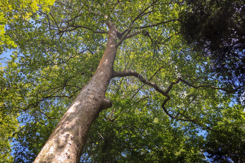 Spotted Plane Tree Trunk Under Sunlight. Stock Photo - Image of leaves ...
