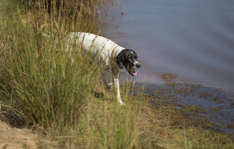 Spotted pointer near water stock photo. Image of walking - 26094068