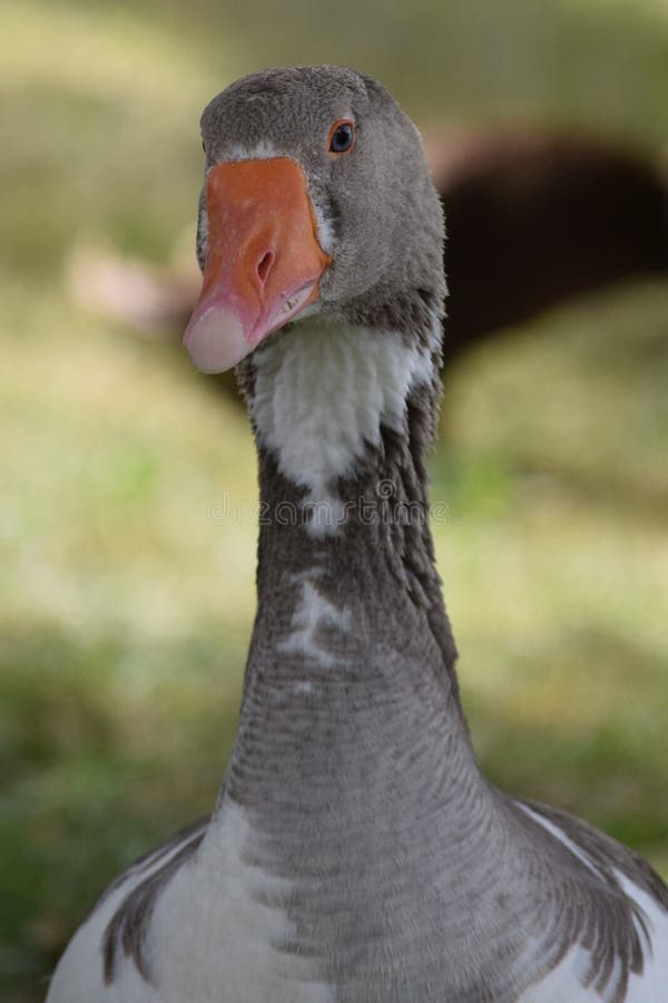 Spotted pomeranian Goose stock image. Image of colored - 191630441