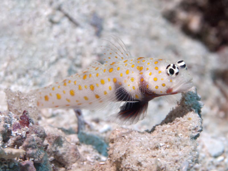 Gorgeous prawn-goby stock photo. Image of ocean, scuba - 35958762