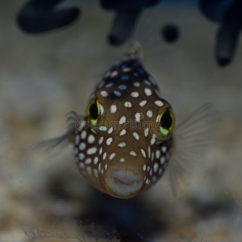 Spotted Puffer Fish stock photo. Image of spots, fins - 20520730