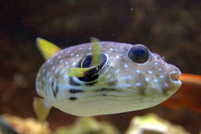 Spotted Puffer Fish stock image. Image of lagoons, fishes - 10726109