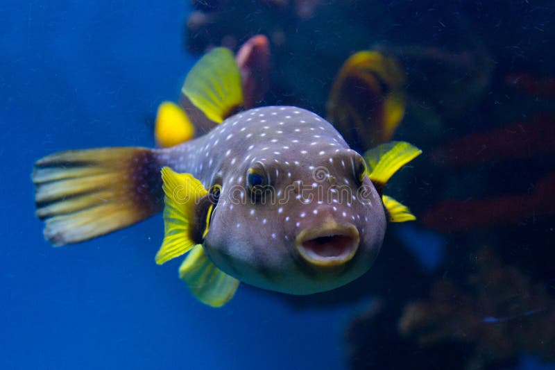 Spotted Puffer Fish stock photo. Image of spots, fins - 20520730