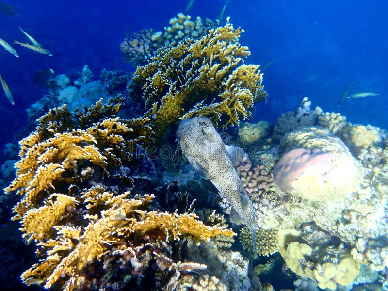 Spotted Puffer Fish Swimming in the Red Sea Stock Photo - Image of ...