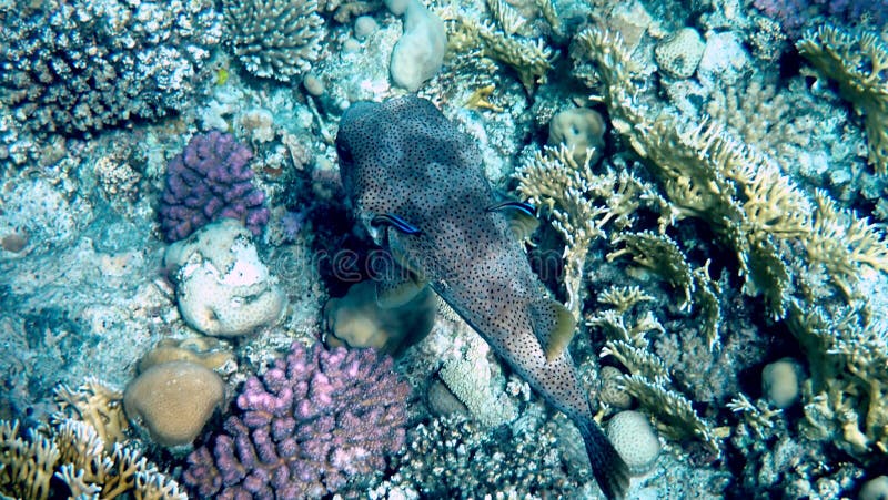 Spotted Puffer Fish Swimming in the Red Sea Stock Image - Image of fish ...