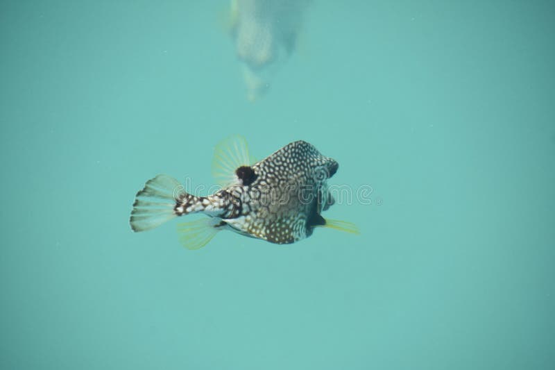 Spotted Puffer Fish Swimming in the Tropical Waters Stock Photo - Image ...