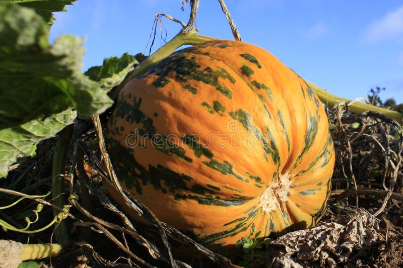 Pumpkin stock image. Image of locations, pumpkin, garden - 29897441