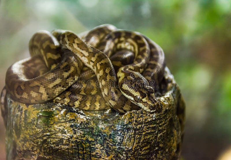 Spotted python stock photo. Image of animals, portrait - 86223114