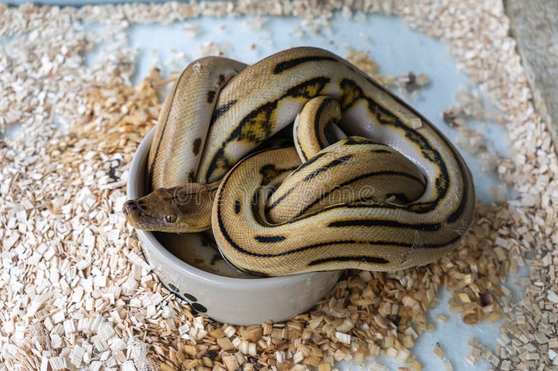 Snake in terrarium stock photo. Image of large, beauty - 150812918