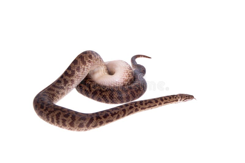 Spotted Python on White Background Stock Image - Image of exotic, black ...