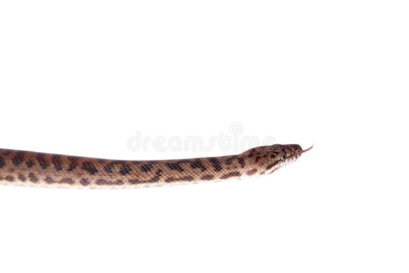 Spotted Python on White Background Stock Photo - Image of arboreal ...
