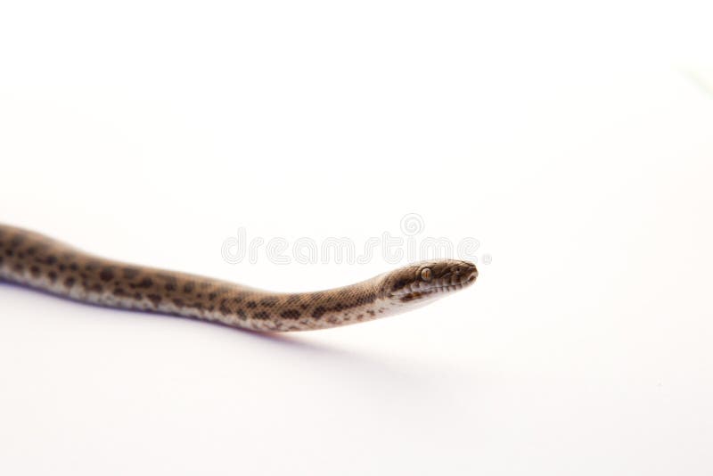 Young Snake stock image. Image of young, snake, animal - 18514077
