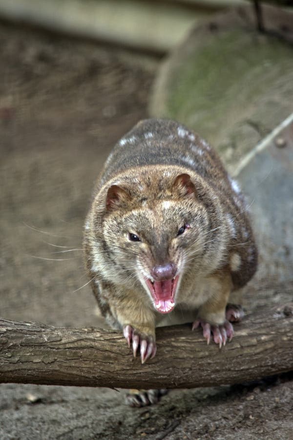 Quoll stock image. Image of pink, whiskers, teeth, marsupial - 99213343