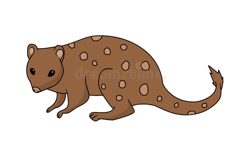 Quoll Spotted Stock Illustrations – 49 Quoll Spotted Stock ...