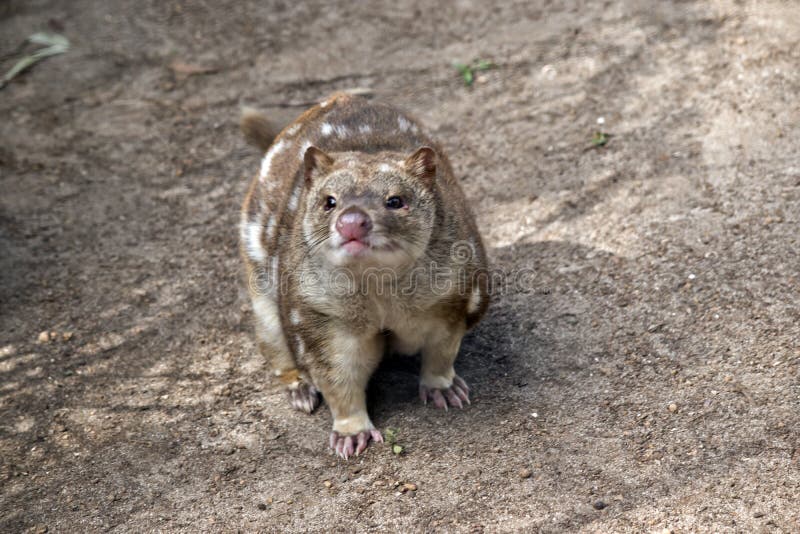 A spotted quoll stock image. Image of carnivore, white - 135452445