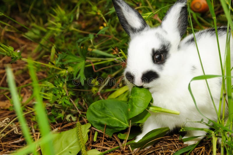 Spotted Rabbit stock image. Image of cottontail, closeup - 84572163