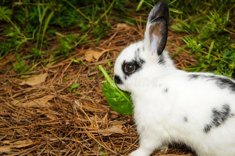 Spotted Rabbit stock image. Image of cottontail, closeup - 84572163