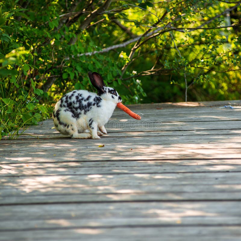 Spotted rabbit with carrot stock photo. Image of petting - 183821098