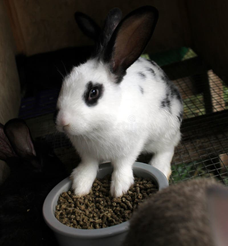 Spotted rabbit eating stock photo. Image of rabbit, pellet - 64846052