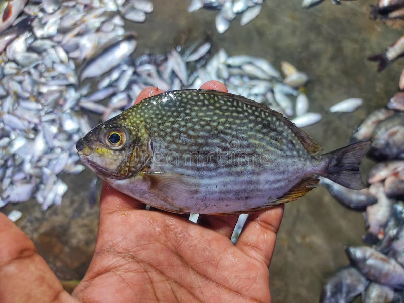 Spotted Rabbit Fish Spinefoot Fish in Hand HD Stock Image - Image of ...