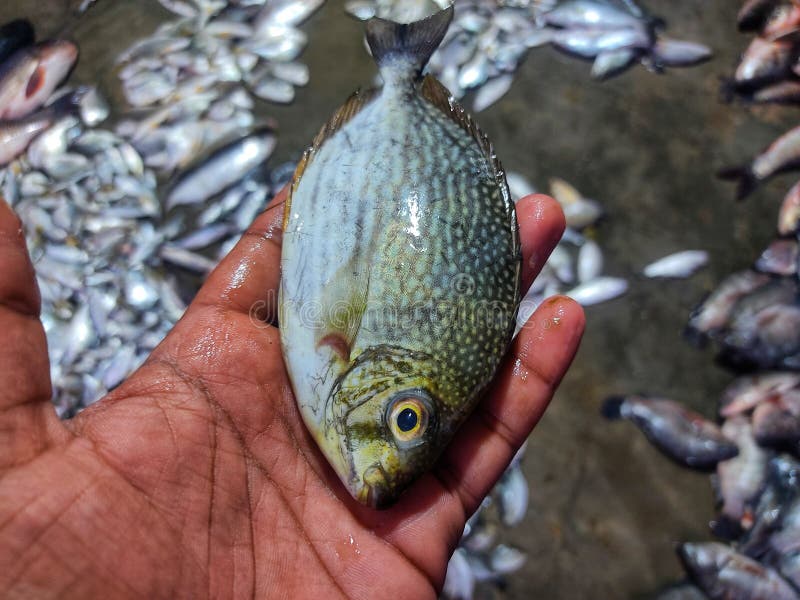 Spotted Rabbit Fish Spinefoot Fish in Hand HD Stock Photo - Image of ...